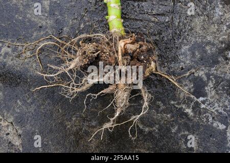 Swollen and distorted roots of a Brussel Sprout plant caused by ...