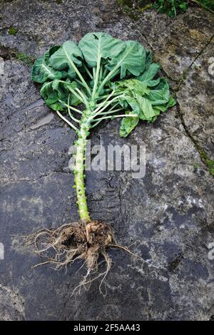 Clubroot (Plasmodiophora brassica) distorted root on a cabbage plant ...