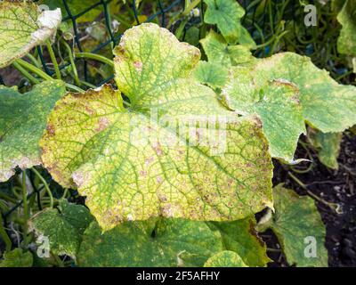 Cucumber disease. Spotted, yellowed and diseased cucumber leaf affected ...