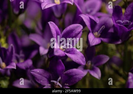 Triteleia laxa Ithuriel's spear syn Brodiaea laxa blue lilac flowers ...