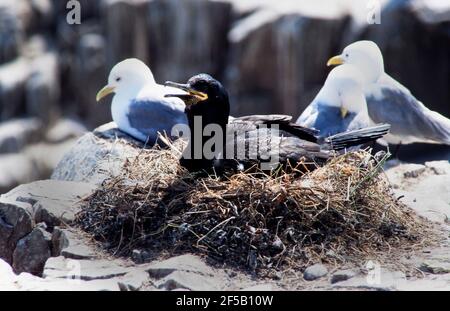 exotic birds, nesting birds, near the sea Stock Photo - Alamy