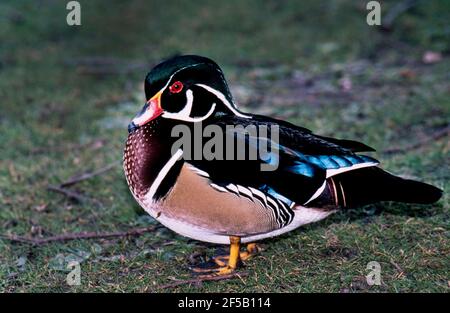 exotic birds, nesting birds, near the sea Stock Photo - Alamy