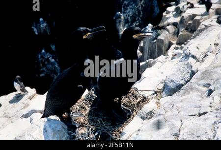 exotic birds, nesting birds, near the sea Stock Photo - Alamy