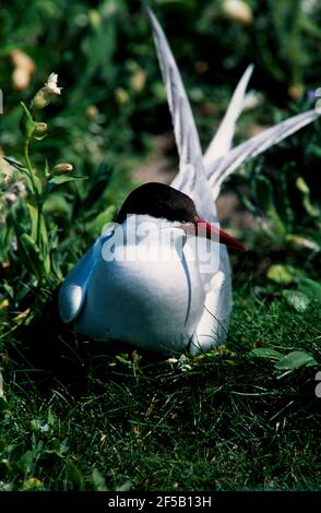 exotic birds, nesting birds, near the sea Stock Photo - Alamy