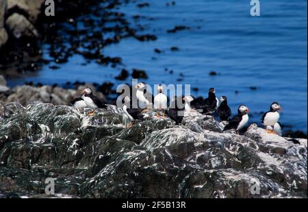 exotic birds, nesting birds, near the sea Stock Photo - Alamy