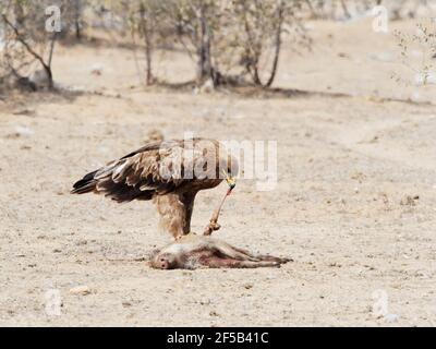 Steppe Eagle - feeding on dead pig Aquila nipalensis Rajasthan, India ...