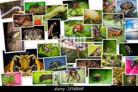Nature collage of variety of common insects and arachnids shot in ...