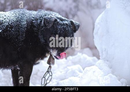 Lonely faithful watchdog against the frozen snow background. Portrait ...