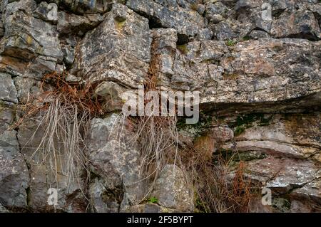 Dramatic 'toothed' bedding of chert intersecting reef limestone in the ...