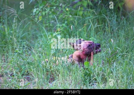 An African wild dog eating from raw prey meat hanging on a line Stock ...