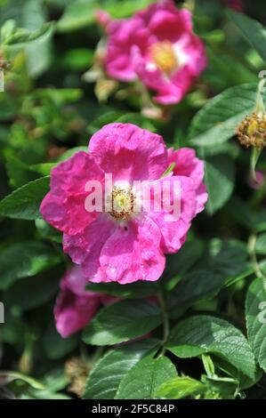 Pink California wild rose (Rosa californica) blooms in a garden in May ...