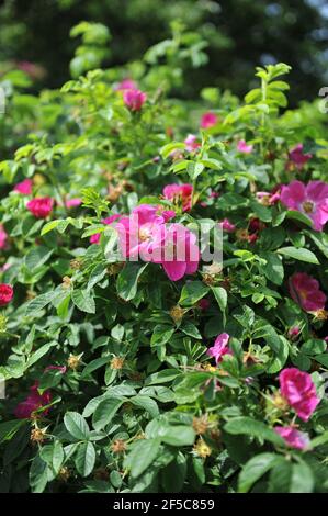 California Wild Rose (Rosa Californica) in October 2022 at the San ...