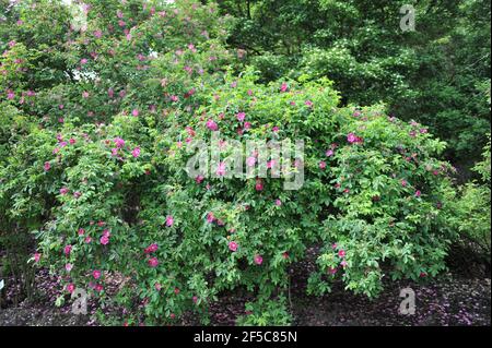 California Wild Rose (Rosa californica Stock Photo - Alamy