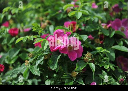 California Wild Rose (Rosa californica Stock Photo - Alamy