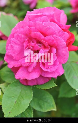 Red rose 'Captain Hayward' in flower in summer against a brick wall ...