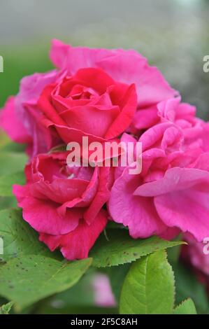 Red rose 'Captain Hayward' in flower in summer against a brick wall ...