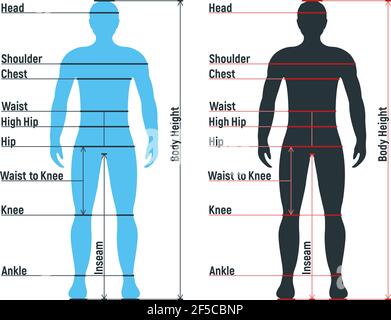 Male size chart anatomy human character, people dummy front and view ...