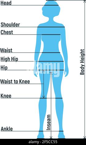 Female size chart anatomy human character, people dummy front and view ...