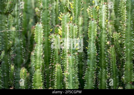 Beautiful Candelabra tree (Euphorbia Candelabrum) in KwaZulu-Natal ...