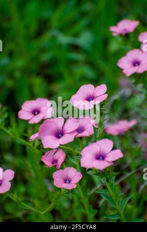 Linum pubescens, the hairy pink flax Stock Photo - Alamy
