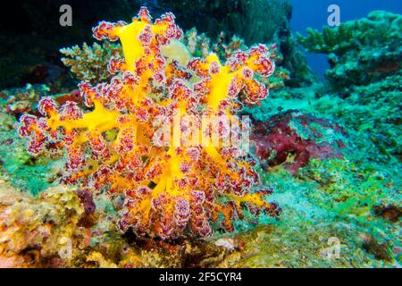 Multi-branched trees, Coral Reef, South Ari Atoll, Maldives, Indian ...