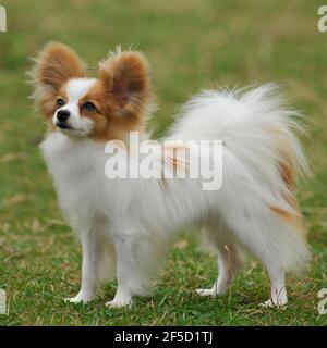 A small white and red papillon dog (aka Continental toy spaniel ...