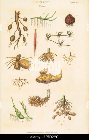 Hand drawn flowers part of Botanical images depicting the Linnean ...