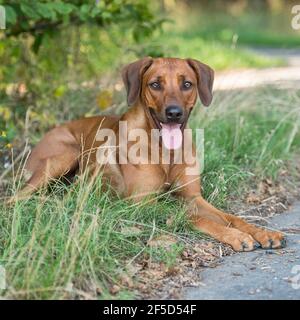 Rhodesian ridgeback lying down in grass Stock Photo - Alamy