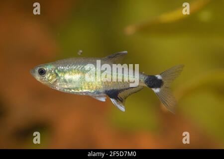 Panda Tetra Dawn Tetra Aphyocharax paraguayensis freshwater aquarium ...