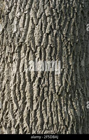 Mature European Ash tree, Fraxinus excelsior, winter outline in mist ...