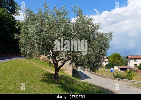 Olive Tree (Olea europaea), Provence, Southern France, France, Europe ...
