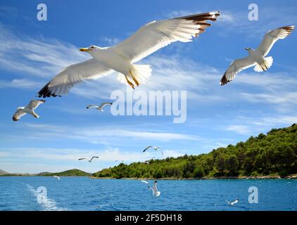 Seagulls fly over in the Mediterranean sea off Gaza City, on February ...