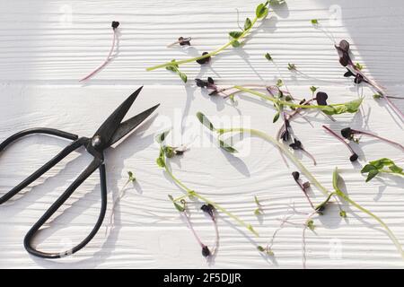 Fresh red cabbage, red radish, sunflowers, green peas sprouts on white ...