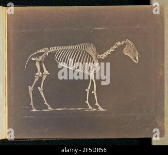 Horse in Standing Position Stock Photo - Alamy