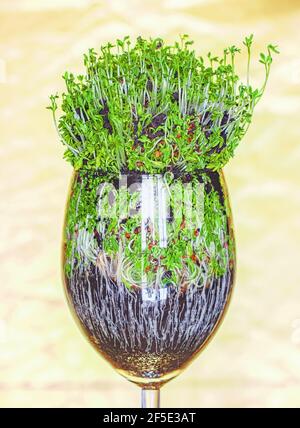 Cress sprouts. A symbol of new life, energy, health. and the coming of ...