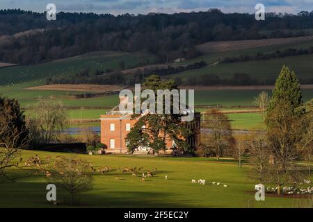 Rare white & fallow deer by the River Thames & Culham Court, home of ...