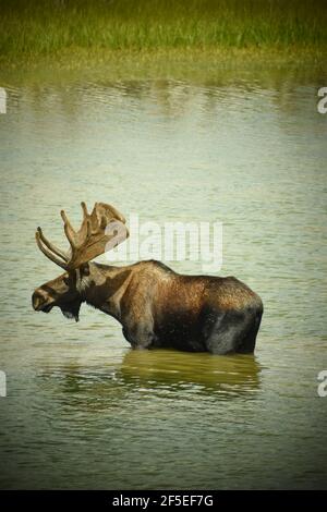 A majestic moose cooling off on a hot summer day Stock Photo - Alamy