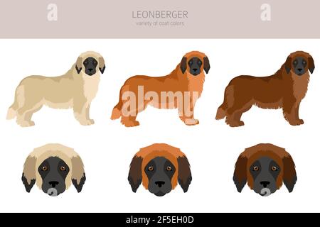 Leonberger clipart. Different poses, coat colors set. Vector ...