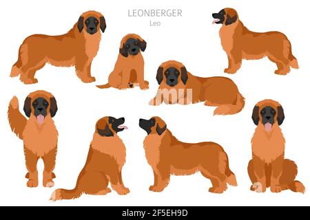 Leonberger clipart. Different poses, coat colors set. Vector ...