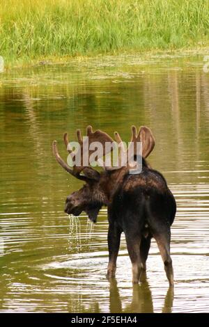 A majestic moose cooling off on a hot summer day Stock Photo - Alamy