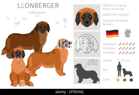 Leonberger clipart. Different poses, coat colors set. Vector ...