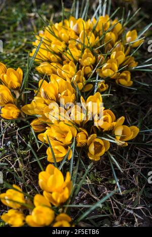 Group of yellow crocus vernus Stock Photo - Alamy