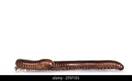 Eye level view of Ghana Speckled Leg Millipede aka Telodeinopus aoutii ...