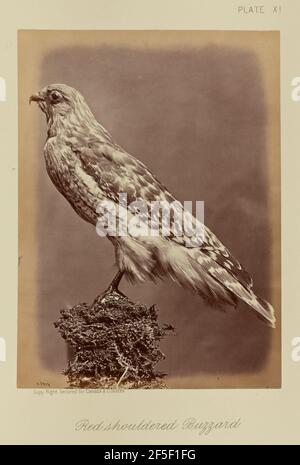 Red Shouldered Buzzard Stock Photo - Alamy