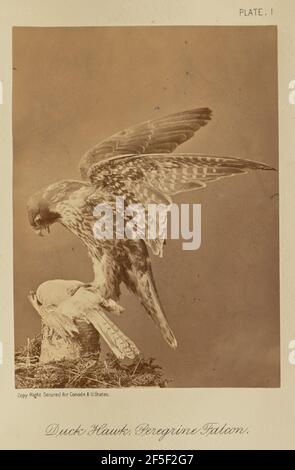 American peregrine falcon, Duck hawk, Duck peregrine falcon (Falco ...