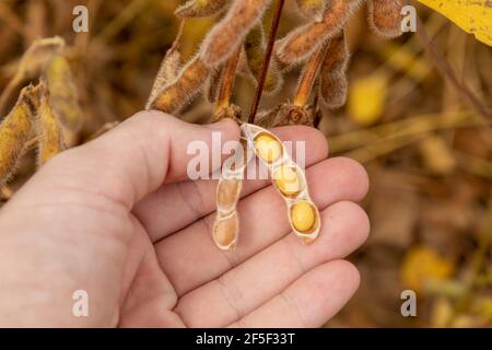 Farmer holding raw dry soybeans in hand in the field Stock Photo - Alamy