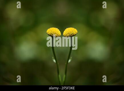 Daisy buds on a symmetrical abstract composition Stock Photo - Alamy