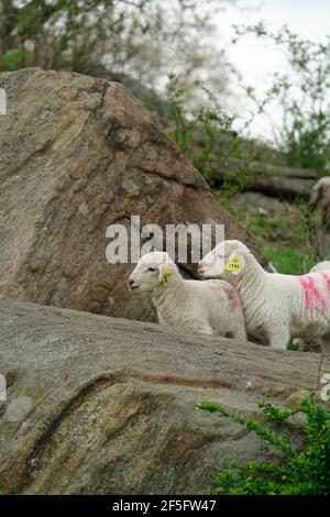 Flock of sheep with red marks on a farm putting the heads together ...