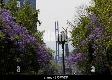 Jacaranda Trees With Landscape Design