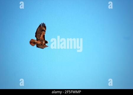 Epic photo of a large Hawk mid-flight Stock Photo - Alamy